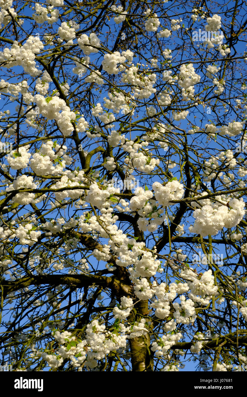 London spring blossom hi-res stock photography and images - Alamy
