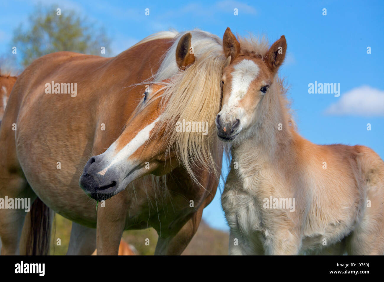 Haflinger mare and foal portrait in meadow Stock Photo - Alamy