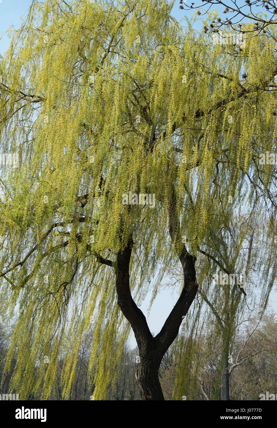 Willow rods hi-res stock photography and images - Alamy
