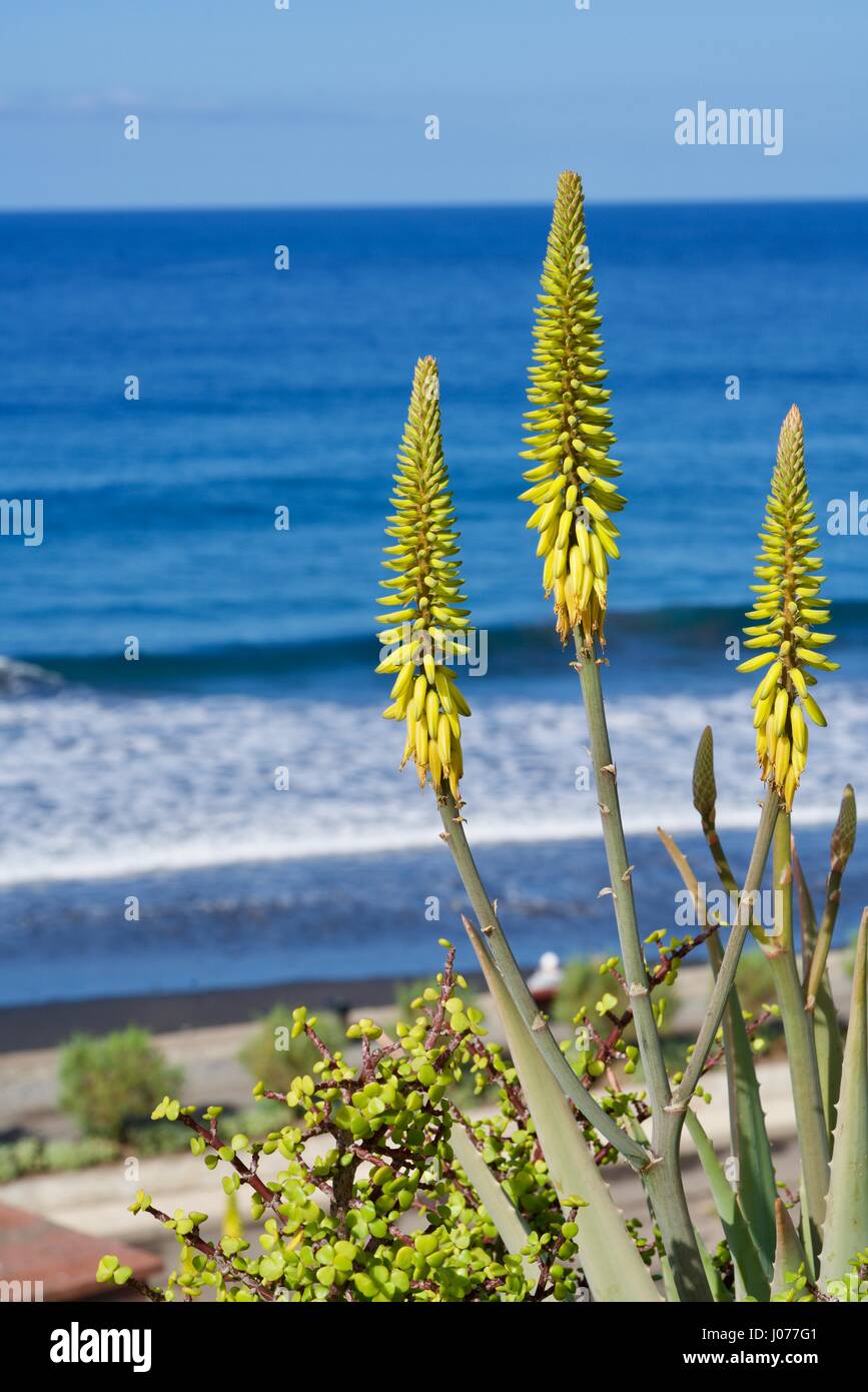three yellow aloe vera blooms in front of the sea Stock Photo - Alamy