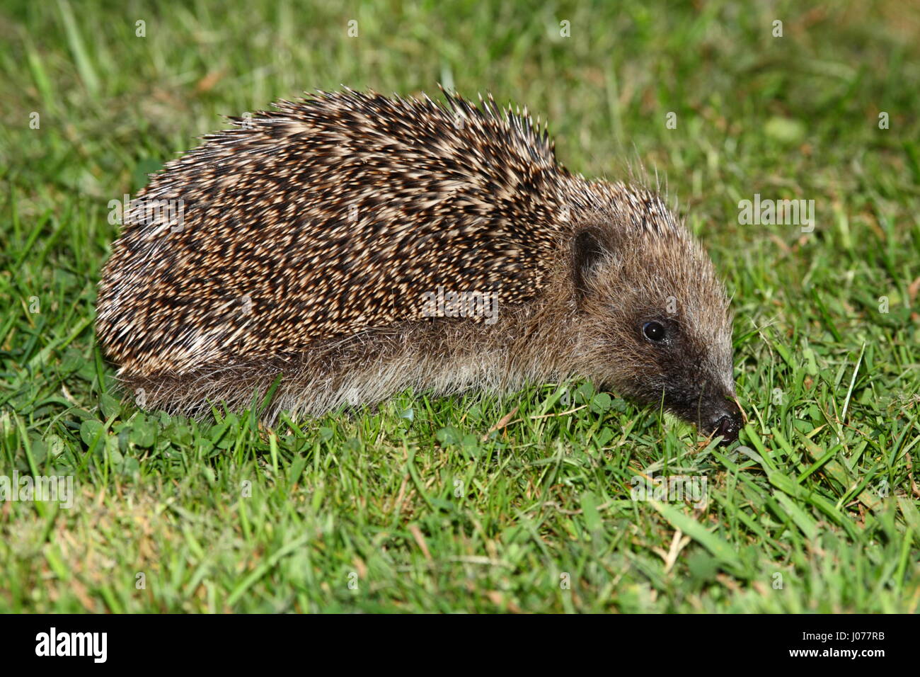 Uk hedgehog photography hi-res stock photography and images - Alamy