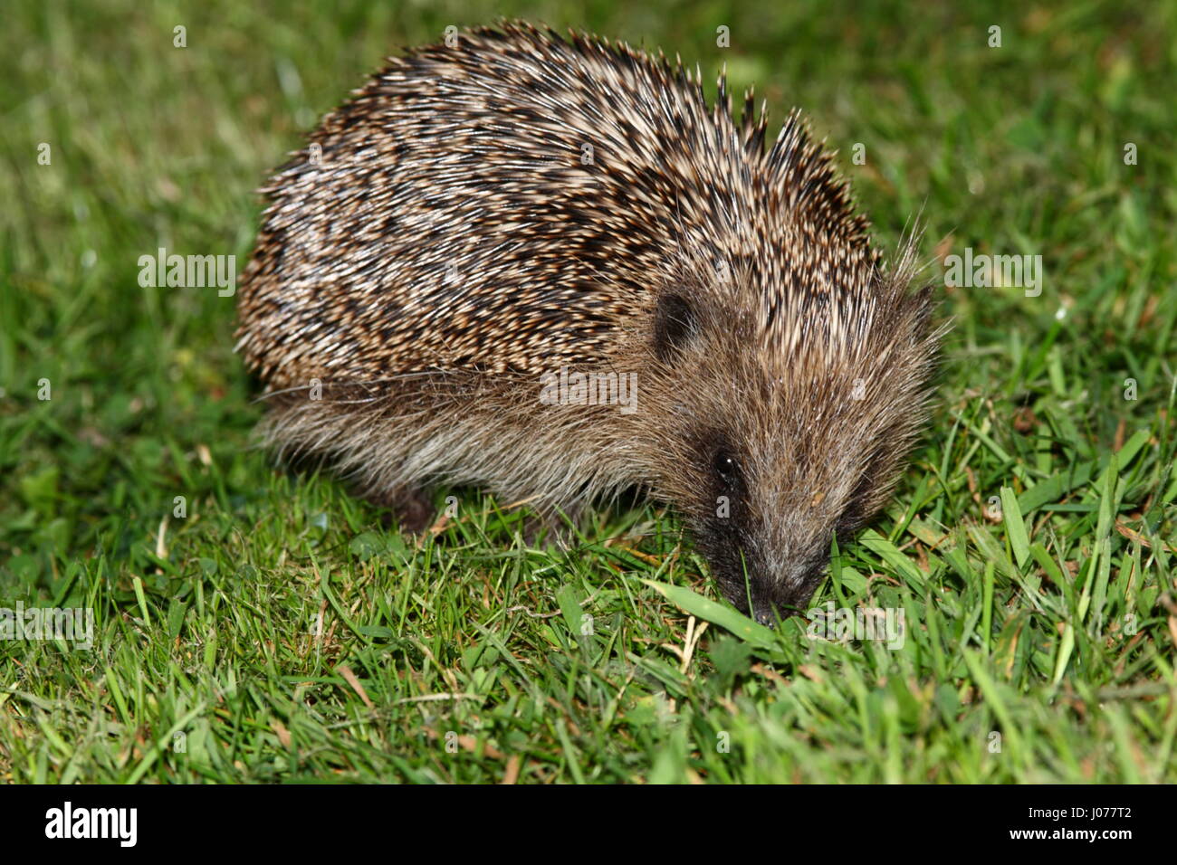 Uk hedgehog photography hi-res stock photography and images - Alamy