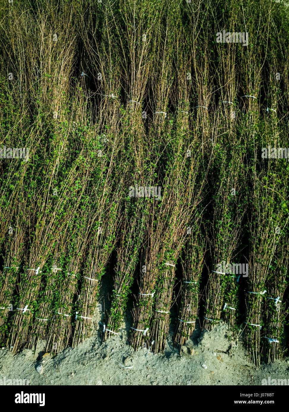 bunches of young saplings field elm, Ulmus minor, kept in the sand ...