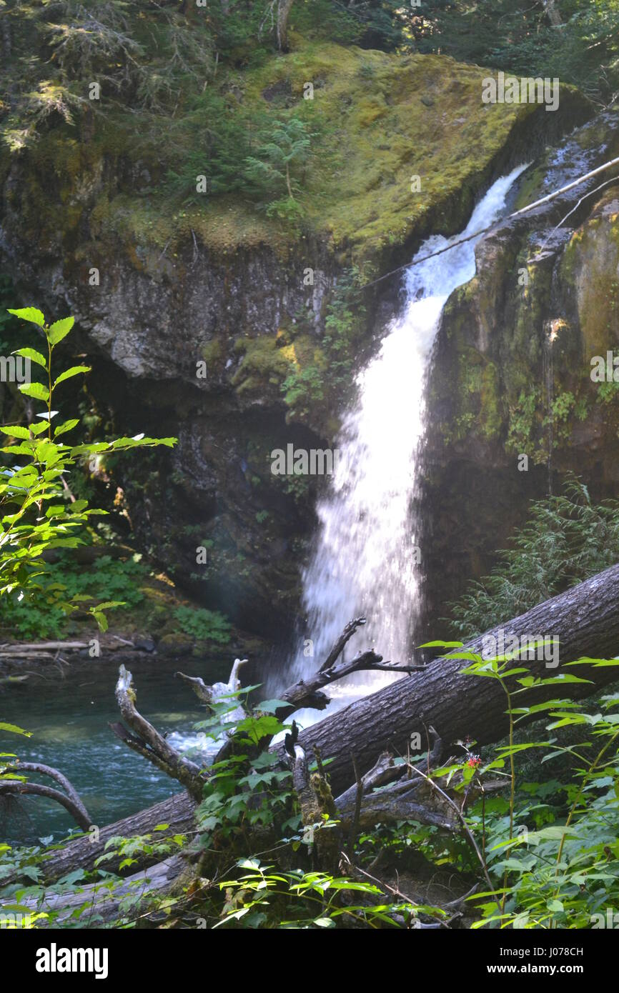 Western washington state woods hi-res stock photography and images - Alamy