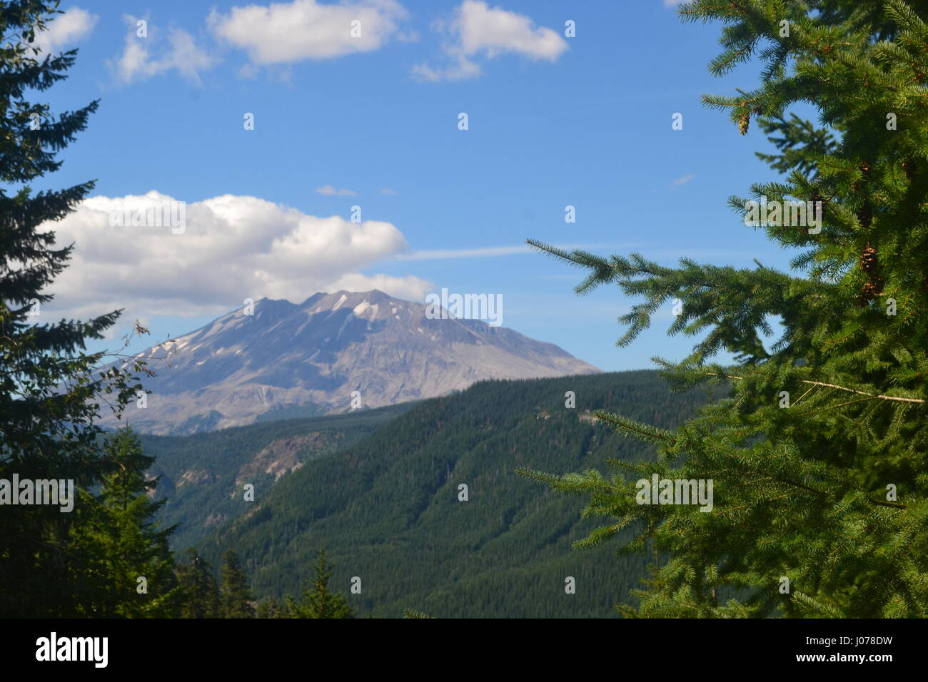 Clouded Mt Saint Helens through trees Stock Photo - Alamy