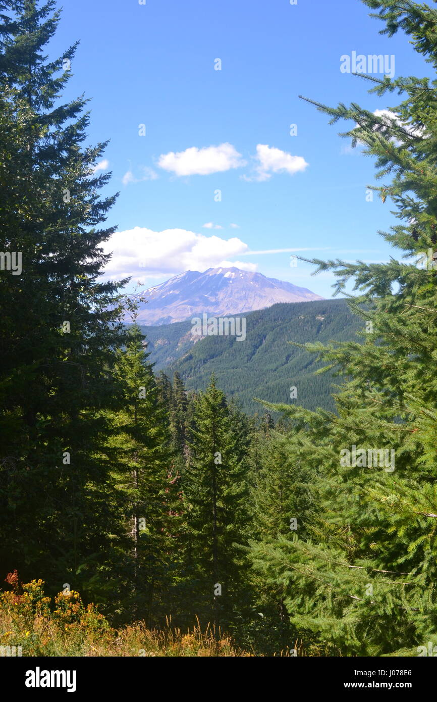 Mt Saint Helens through trees Stock Photo - Alamy