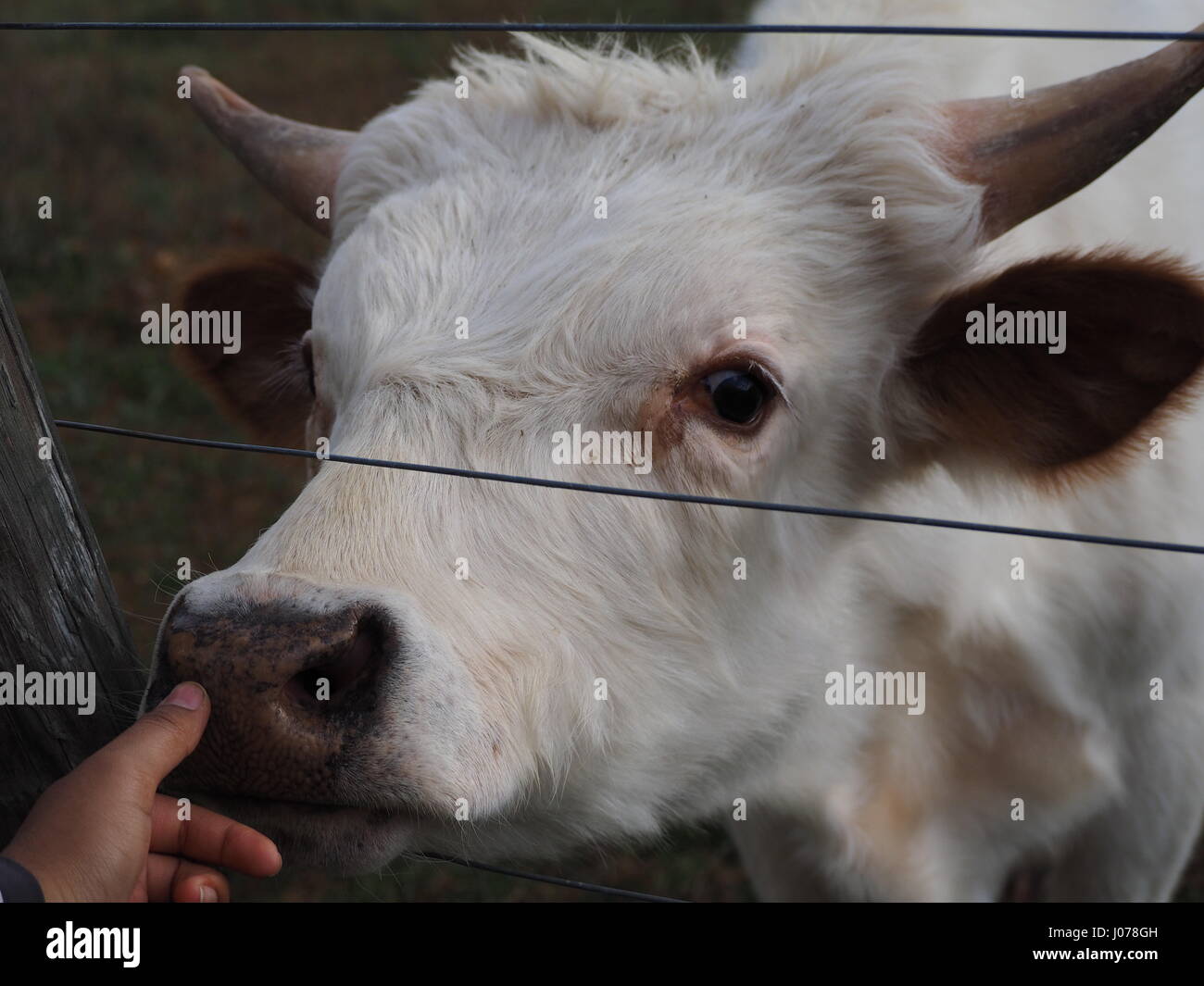 Hand to cow hi-res stock photography and images - Alamy