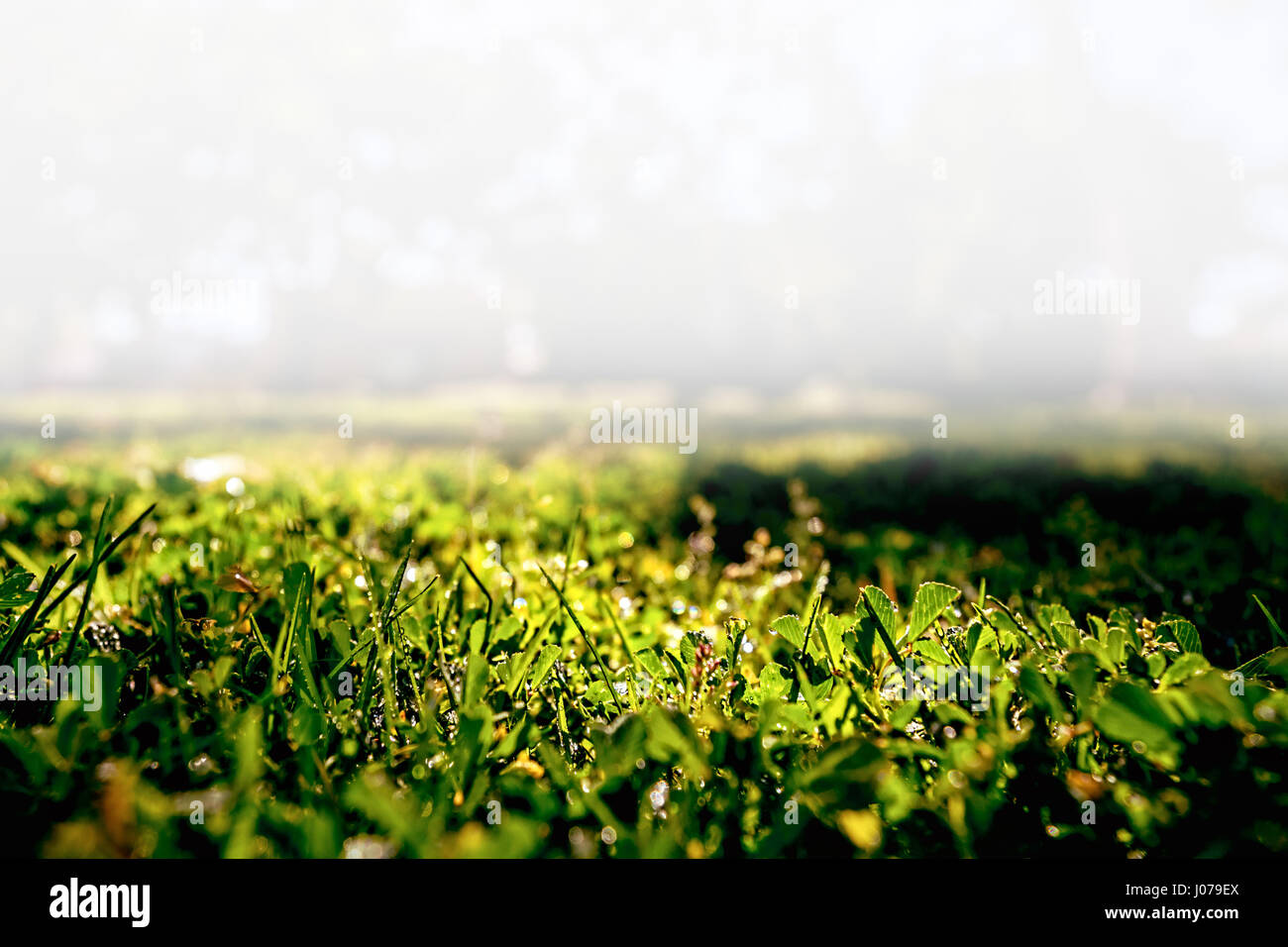 Humid grass hi-res stock photography and images - Alamy