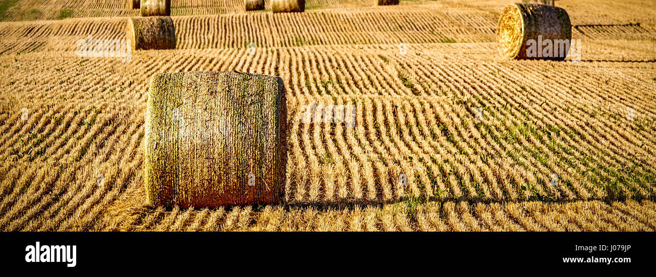 Hay piles hi-res stock photography and images - Alamy