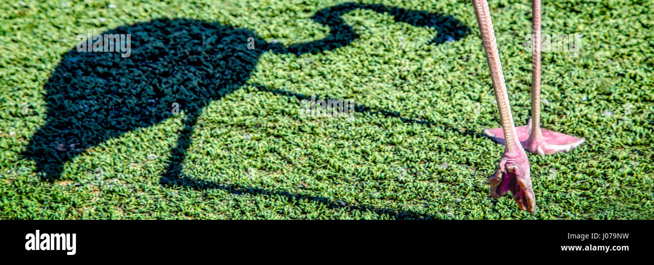 Flamingo silhouette hi-res stock photography and images - Alamy