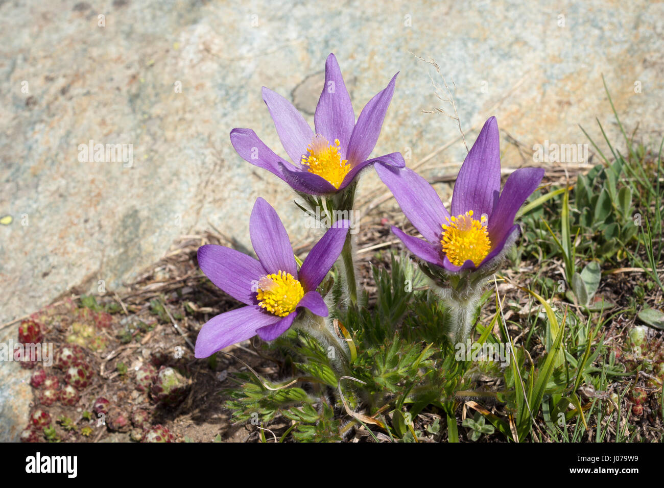 Alpine flower Pulsatilla Halleri (windflower), Aosta valley, Italy ...