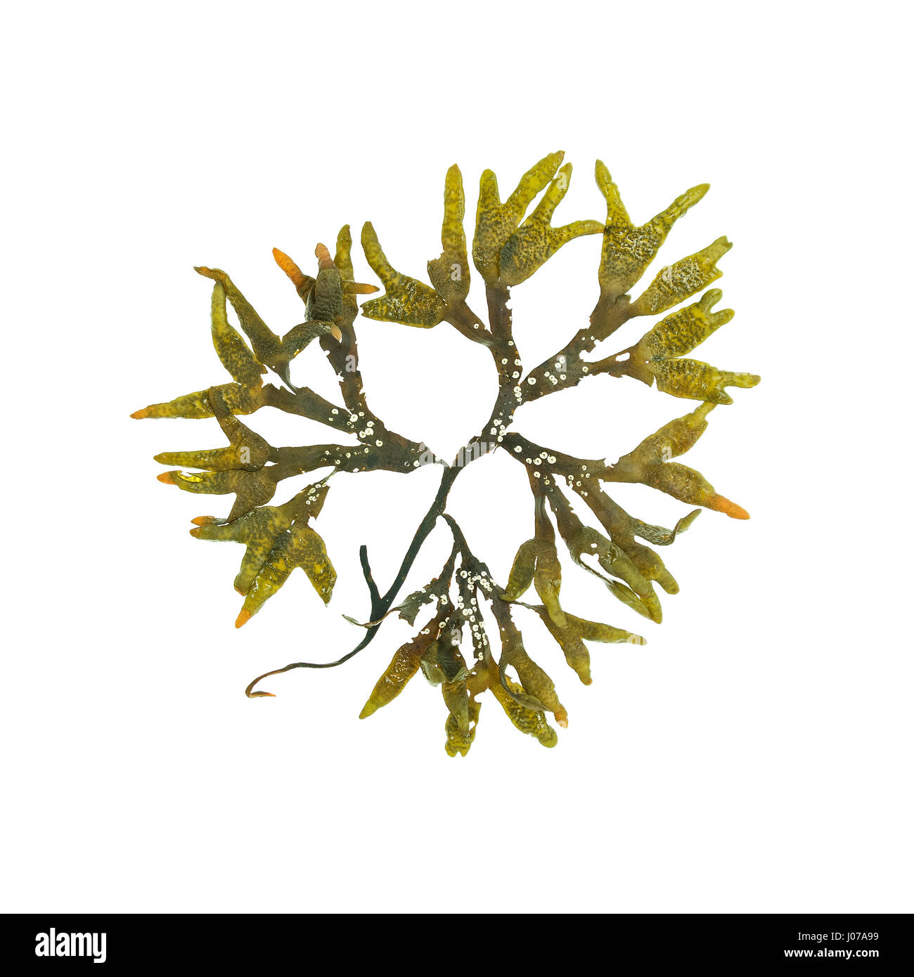 Fucus edentatus hi-res stock photography and images - Alamy