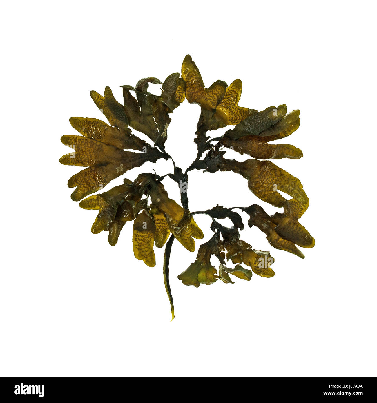 Fucus edentatus photographed on a light box/white background Stock ...