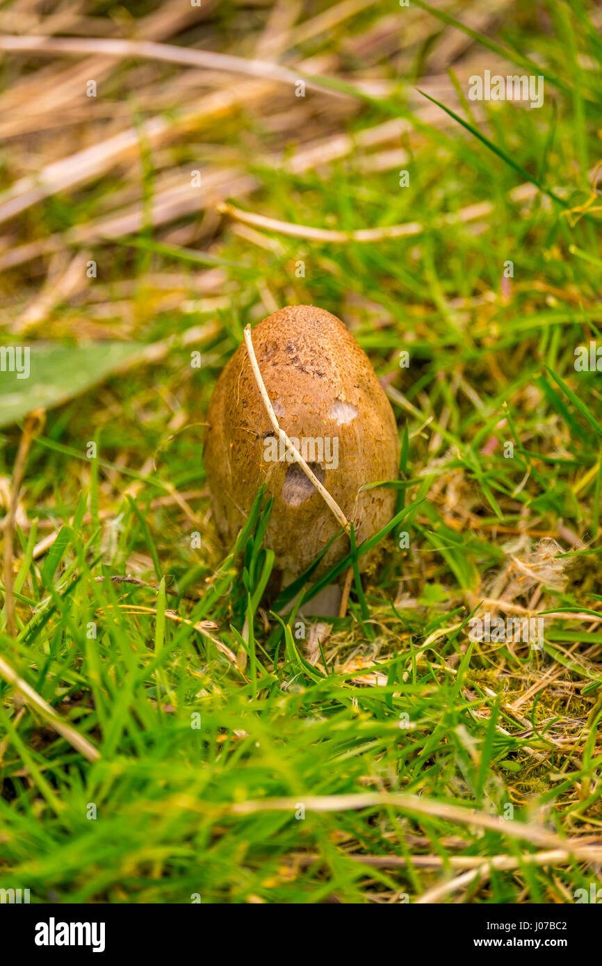 A common earthball fungi growing in the Lak District Cumbria Stock ...