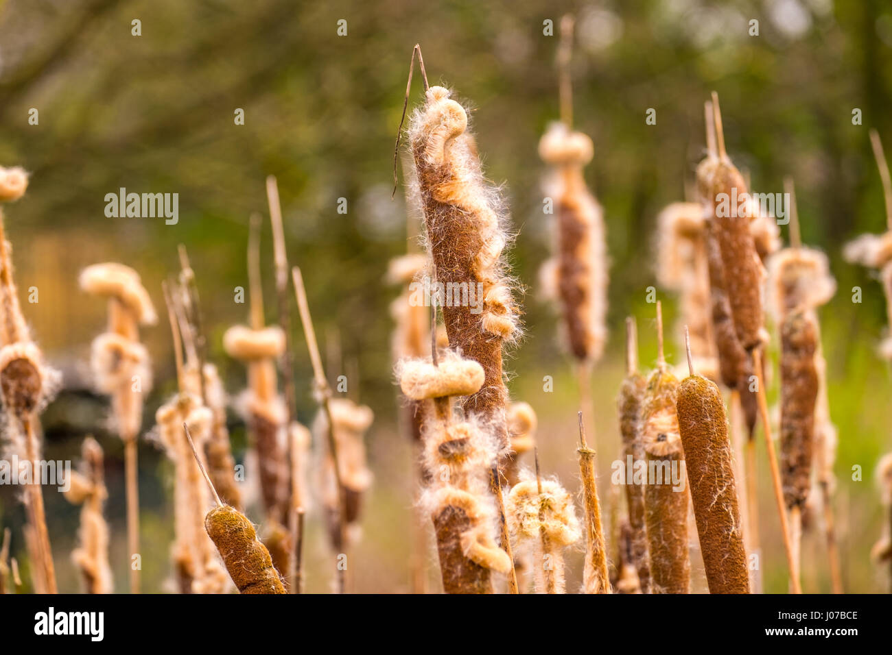 common reed going to seed by a pond on a sunny day Stock Photo - Alamy