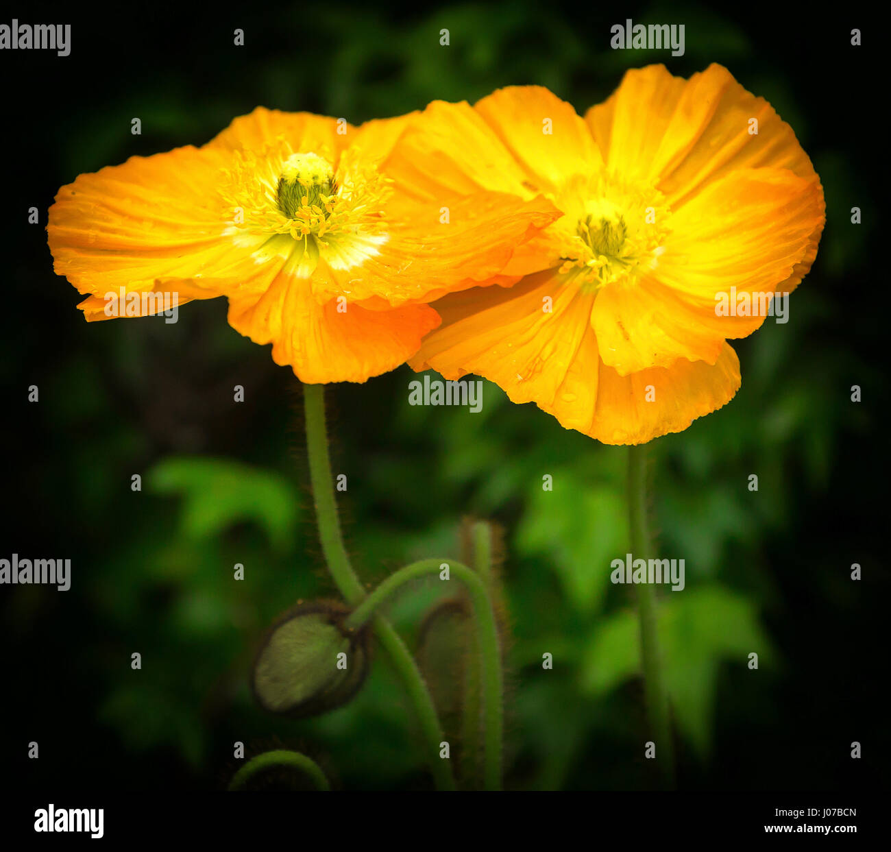 Two yellow spring flowers on a black background Stock Photo - Alamy