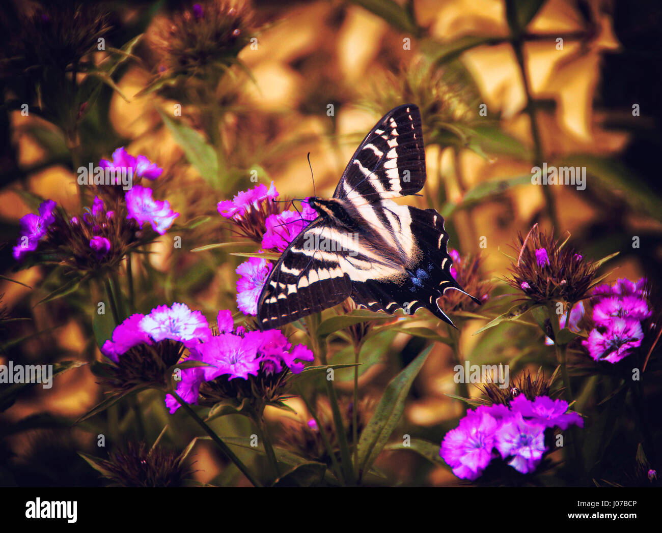 Butterfly in a spring garden with flowers Stock Photo - Alamy