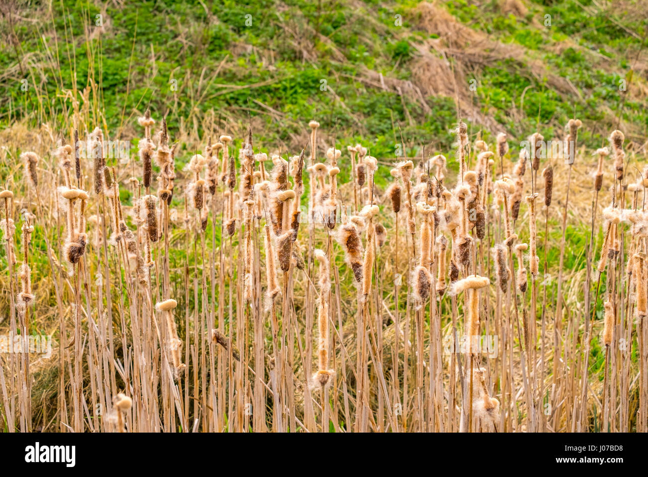 common reed going to seed by a pond on a sunny day Stock Photo - Alamy