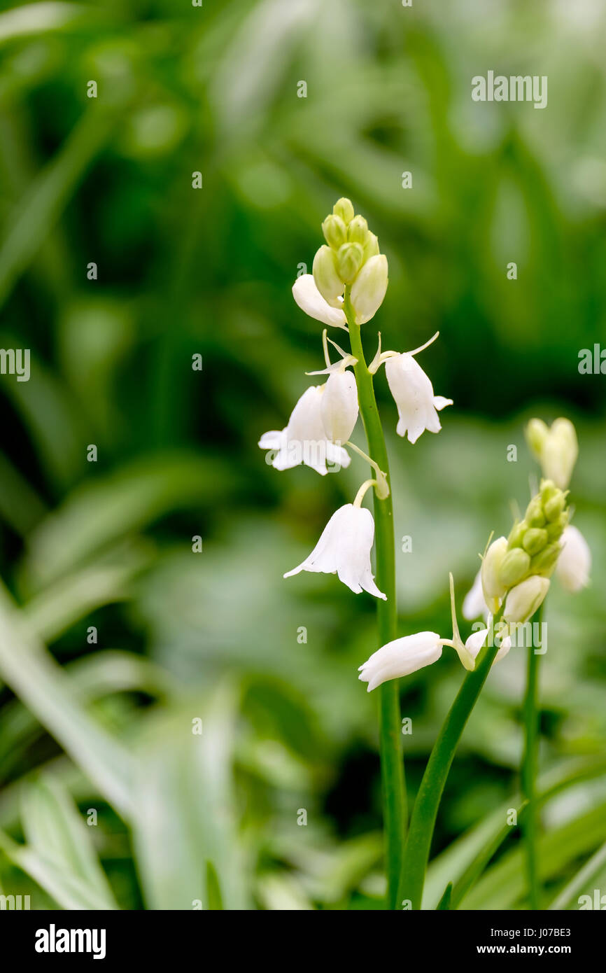 Whitebells in May in England on a sunny day in spring Stock Photo - Alamy