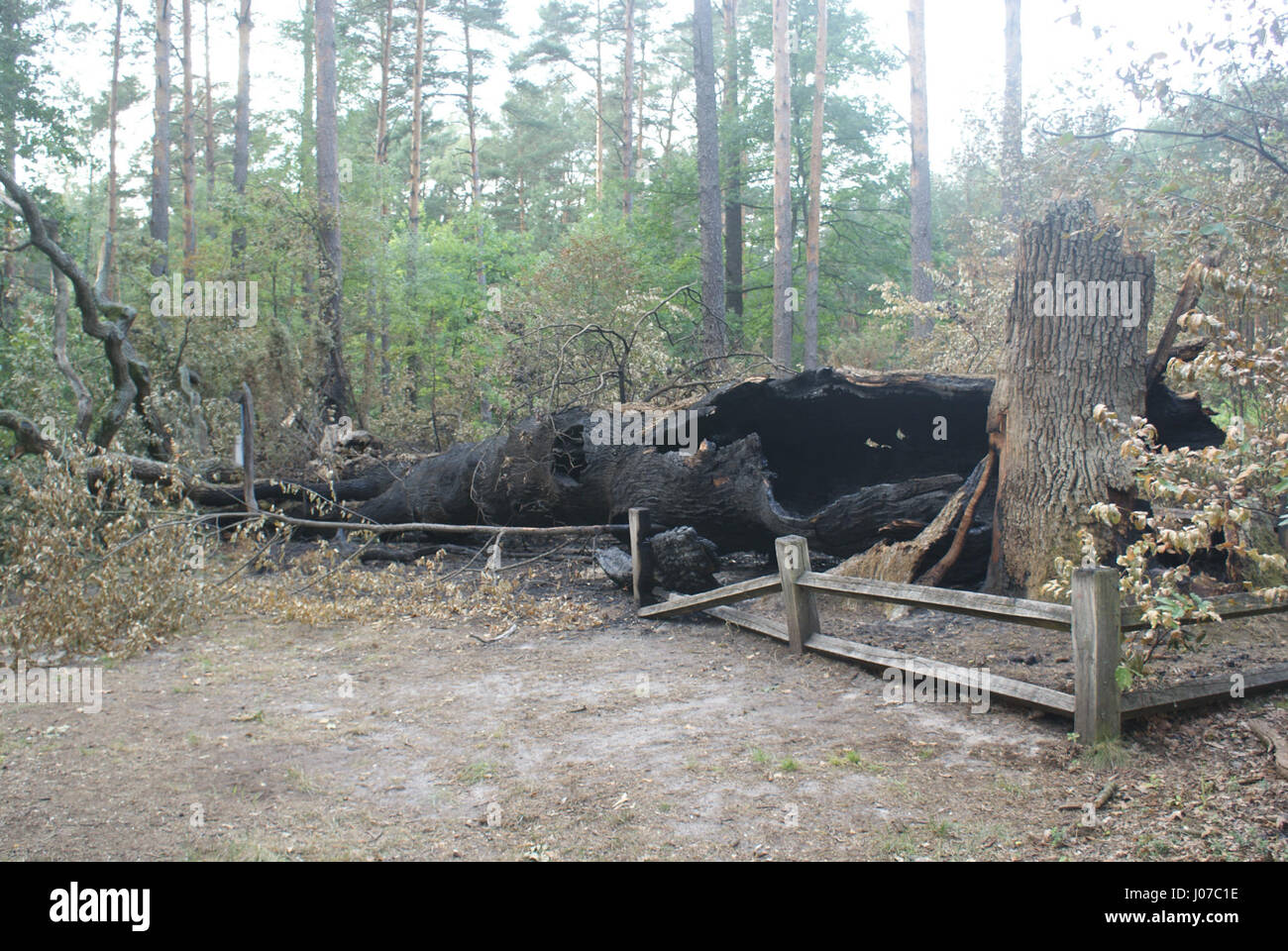 This piece, titled 'Dab Cyganski spalony,' portrays a burning oak tree ...