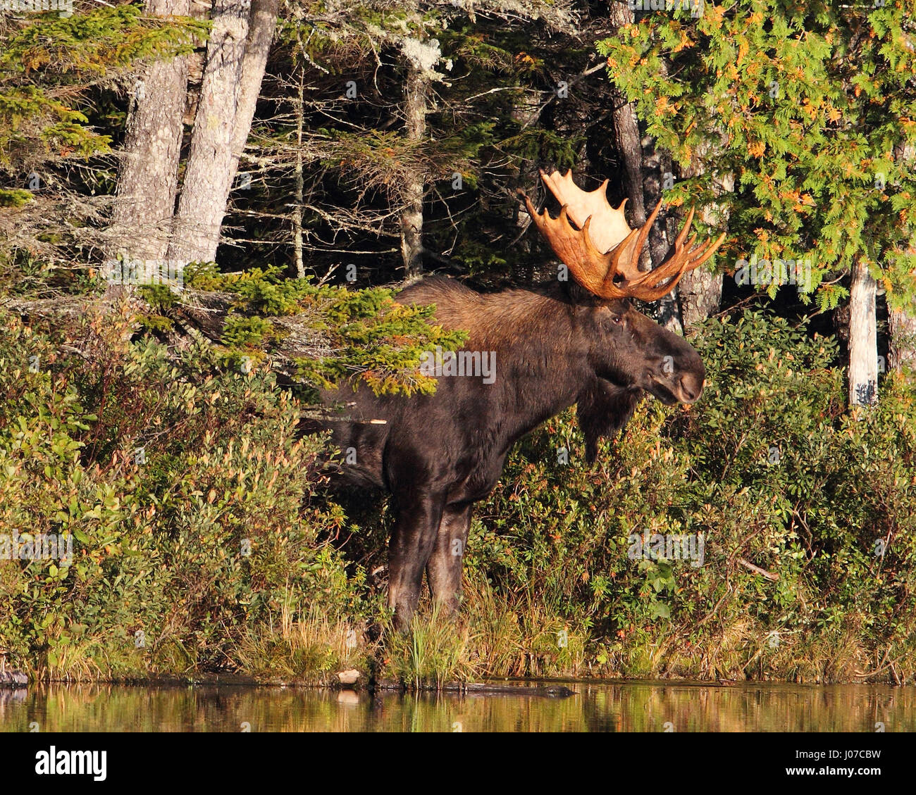 Moos bull hi-res stock photography and images - Alamy