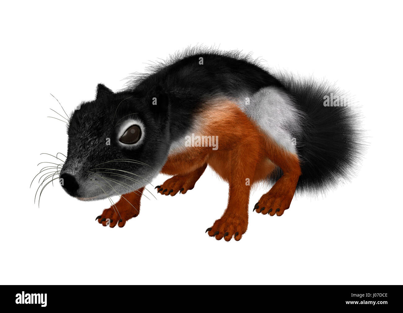 Prevost squirrel hi-res stock photography and images - Alamy