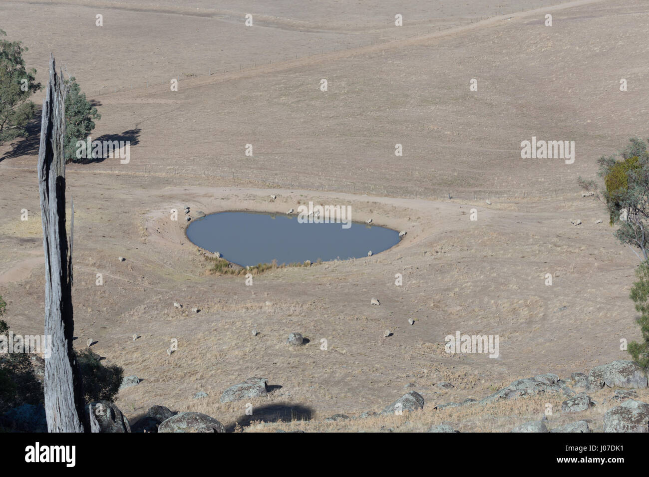 A photograph of some sheep at a dam on on a farm in Central West NSW ...