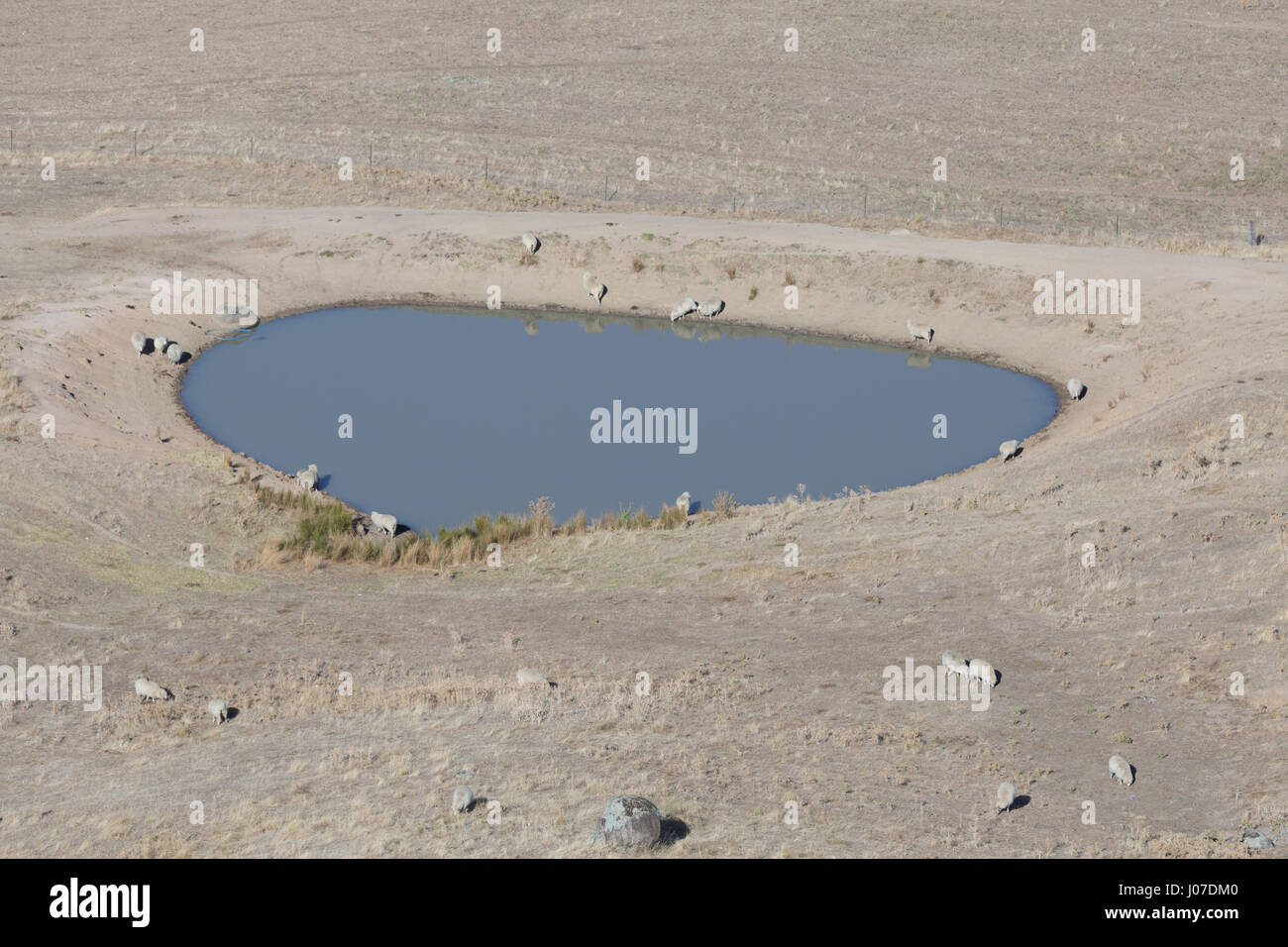 A photograph of some sheep at a dam on on a farm in Central West NSW ...