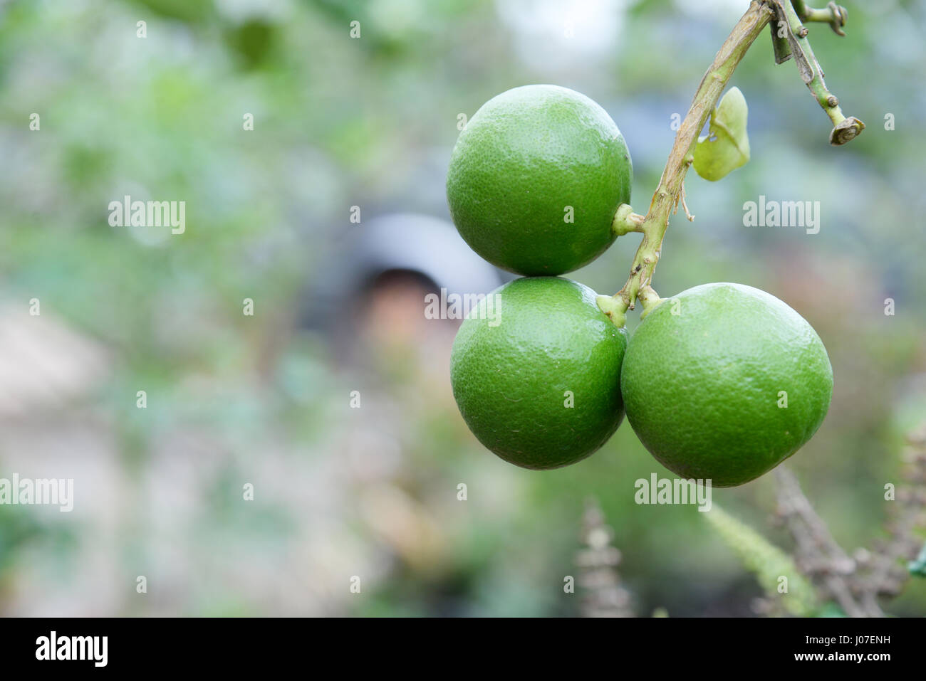 Green lemon tree garden in the morning Stock Photo - Alamy