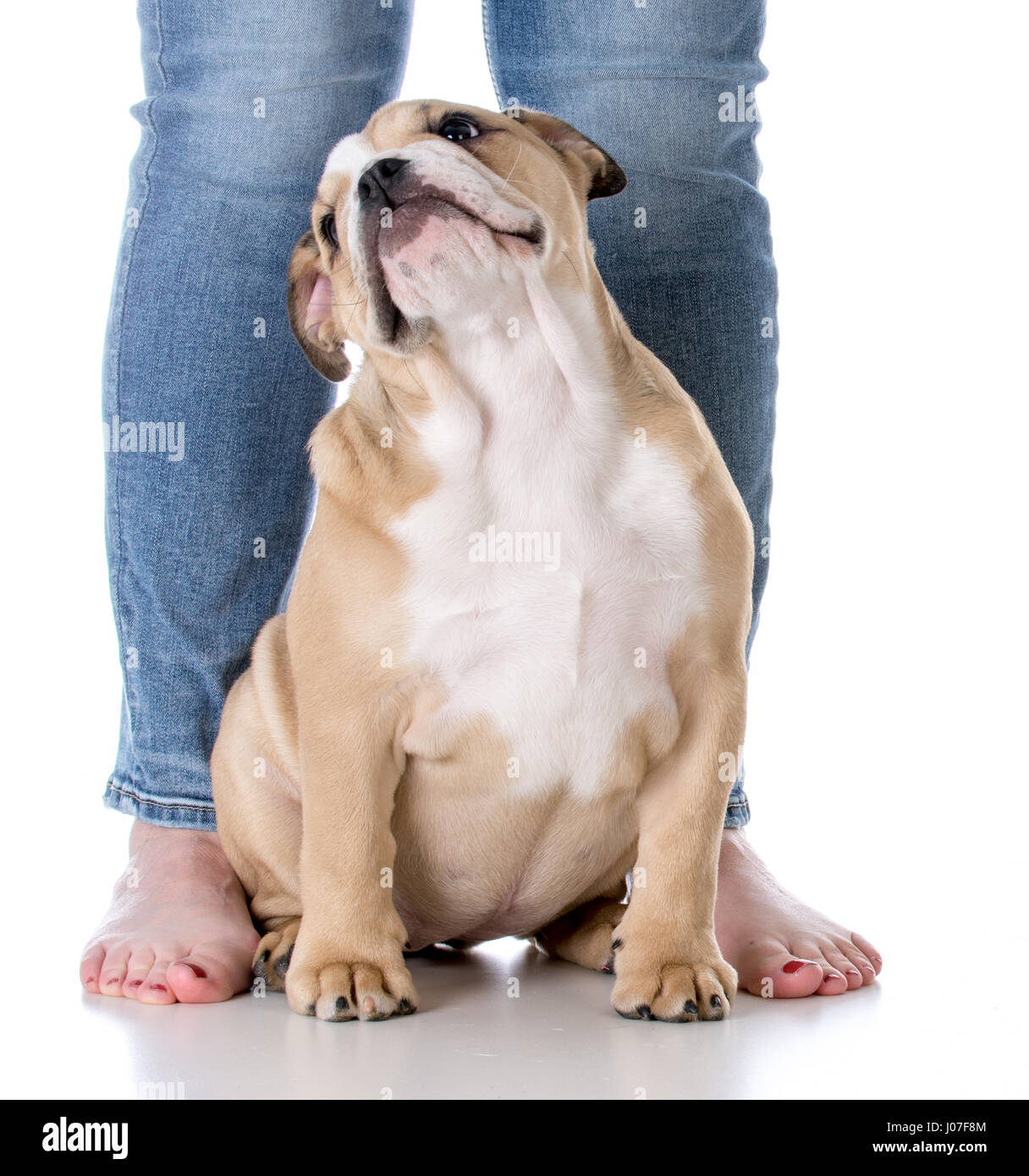 bulldog puppy sitting at feet of owner on white background Stock Photo ...
