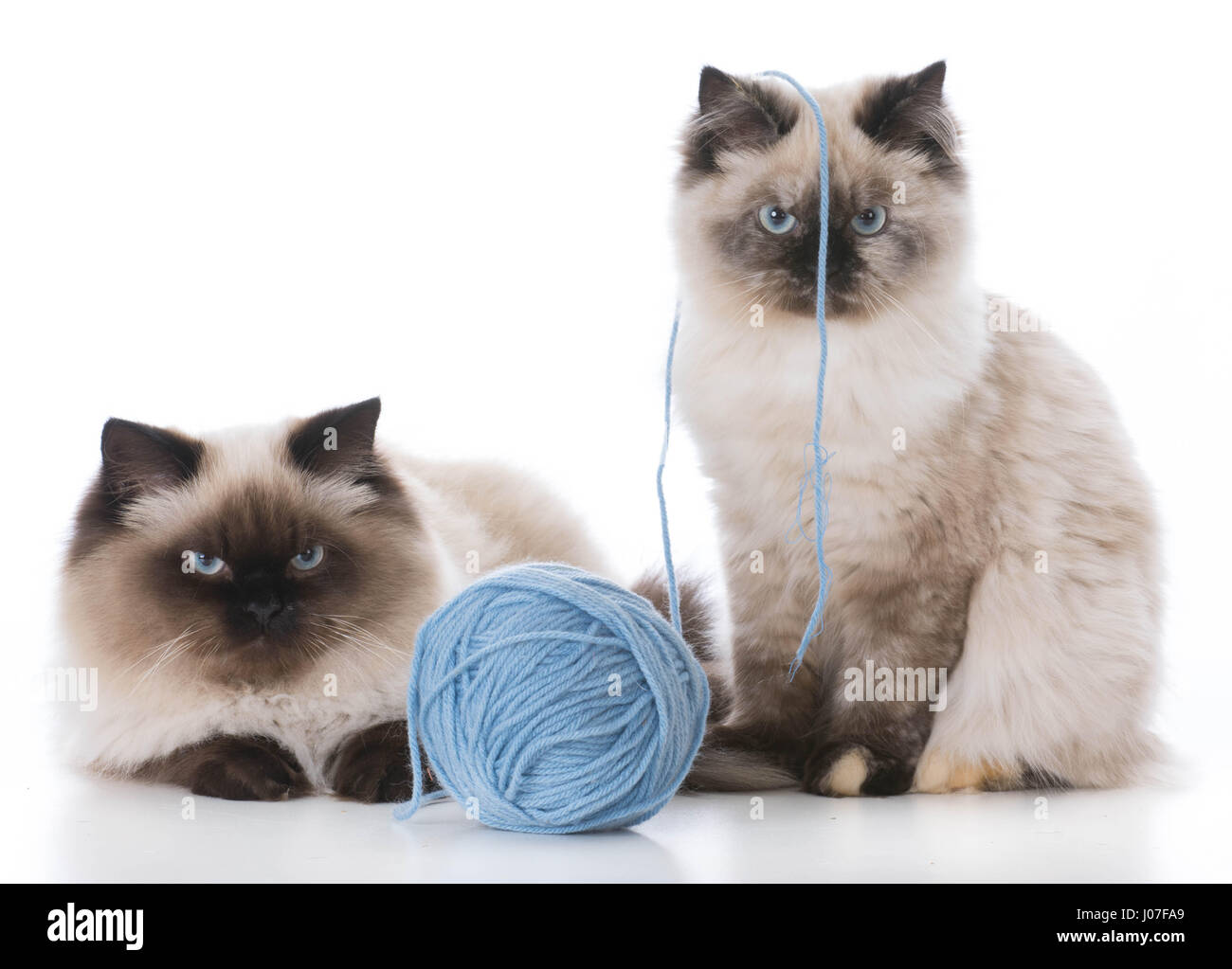 two ragdoll kittens playing with a ball of yarn on white background ...