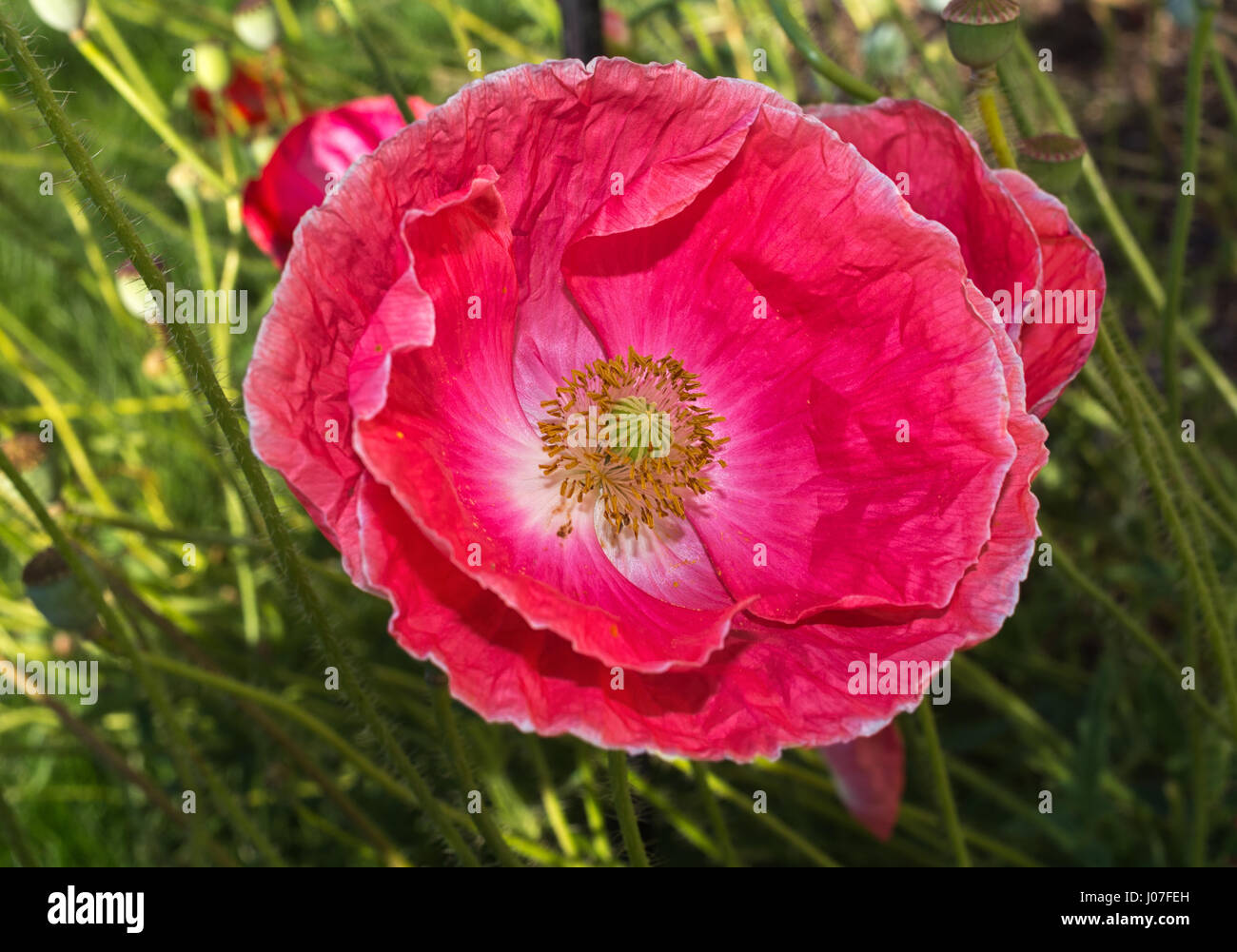 Double poppy hi-res stock photography and images - Alamy