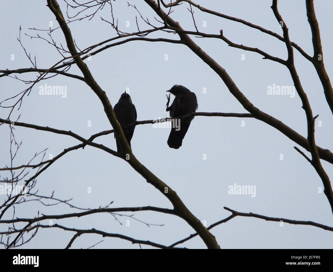 two crows showing claws in a bare tree Stock Photo - Alamy