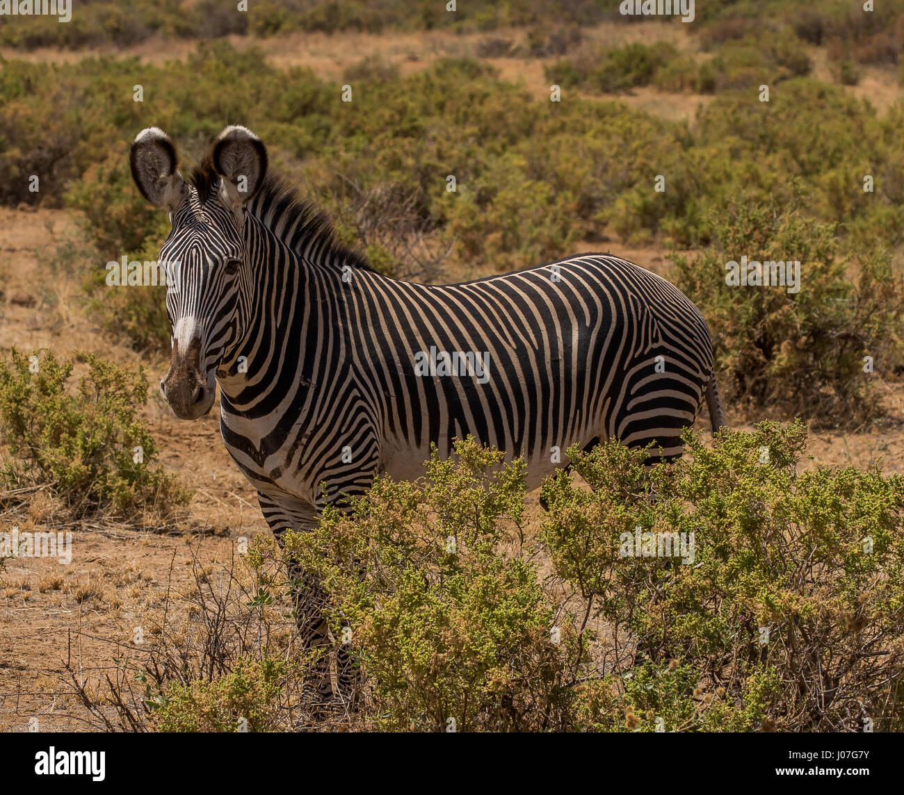 Grevy's Zebra Stock Photo - Alamy