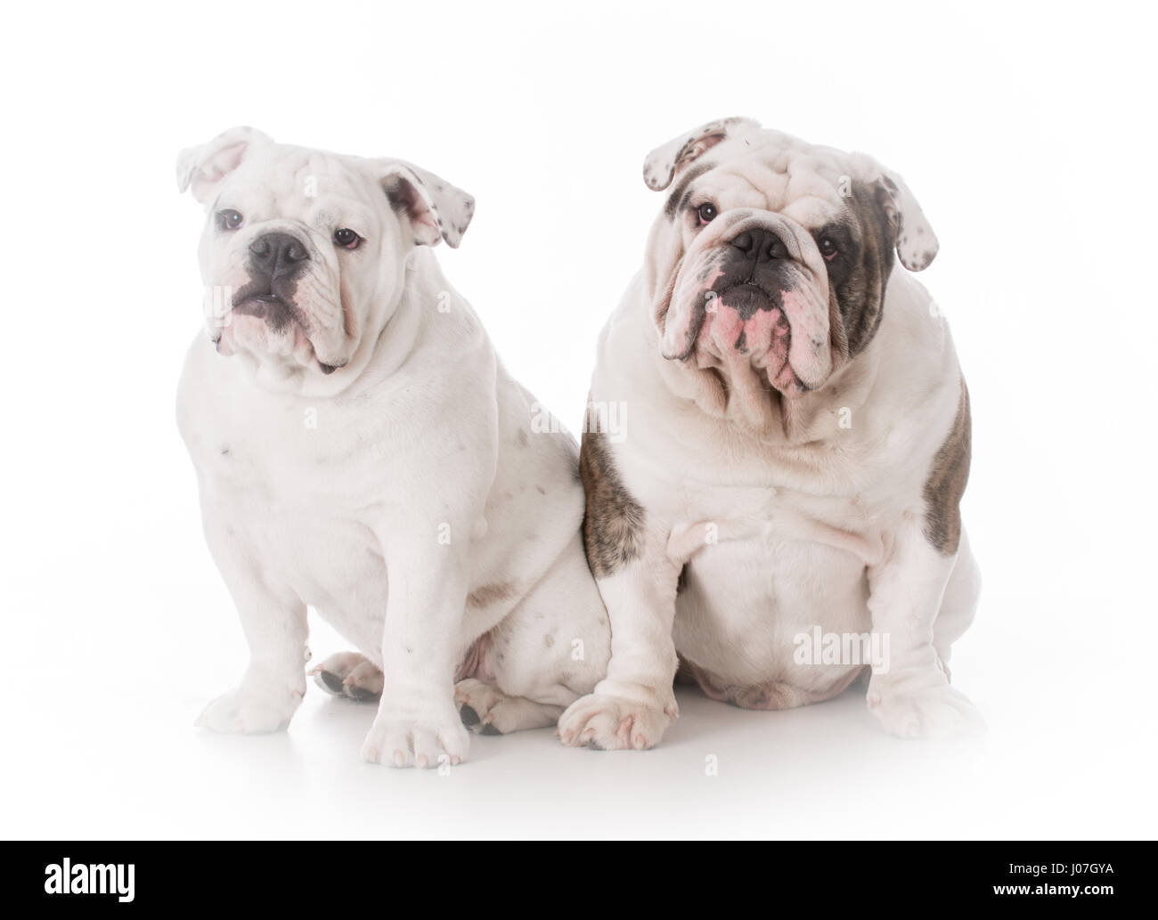 father and son bulldogs sitting looking at viewer Stock Photo - Alamy