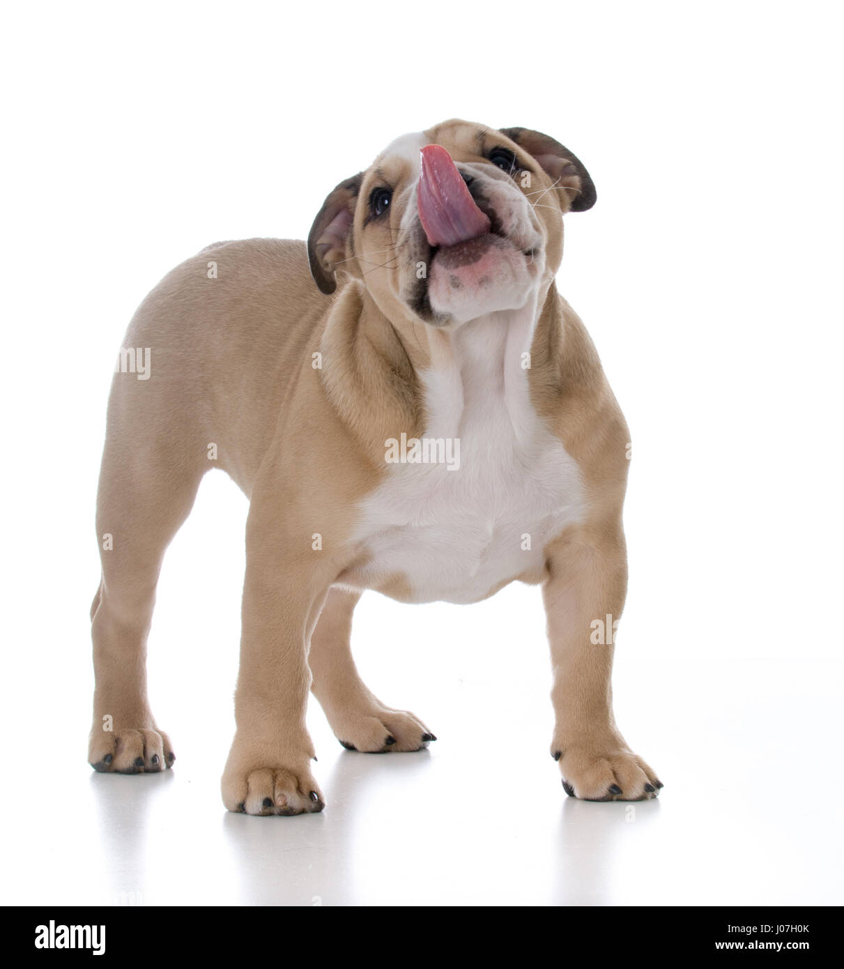 happy english bulldog puppy licking lips on white background Stock ...
