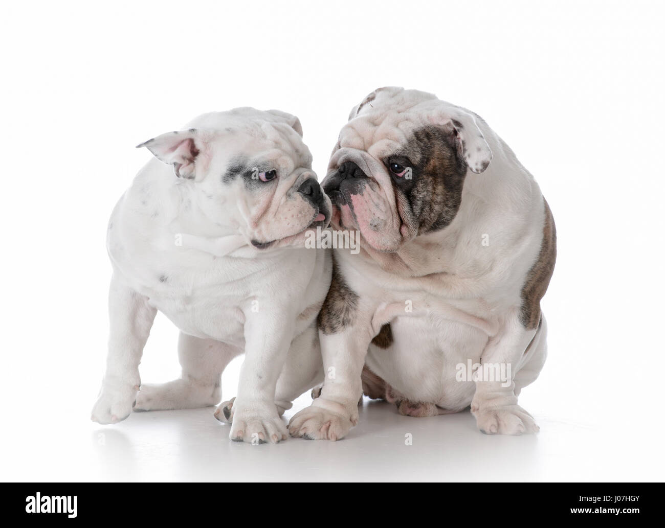 father and son bulldogs sitting looking at viewer Stock Photo - Alamy