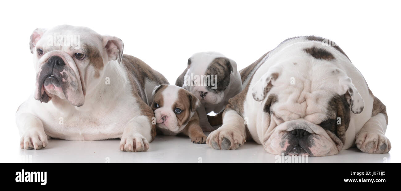 bulldog mother and father with their puppies Stock Photo - Alamy