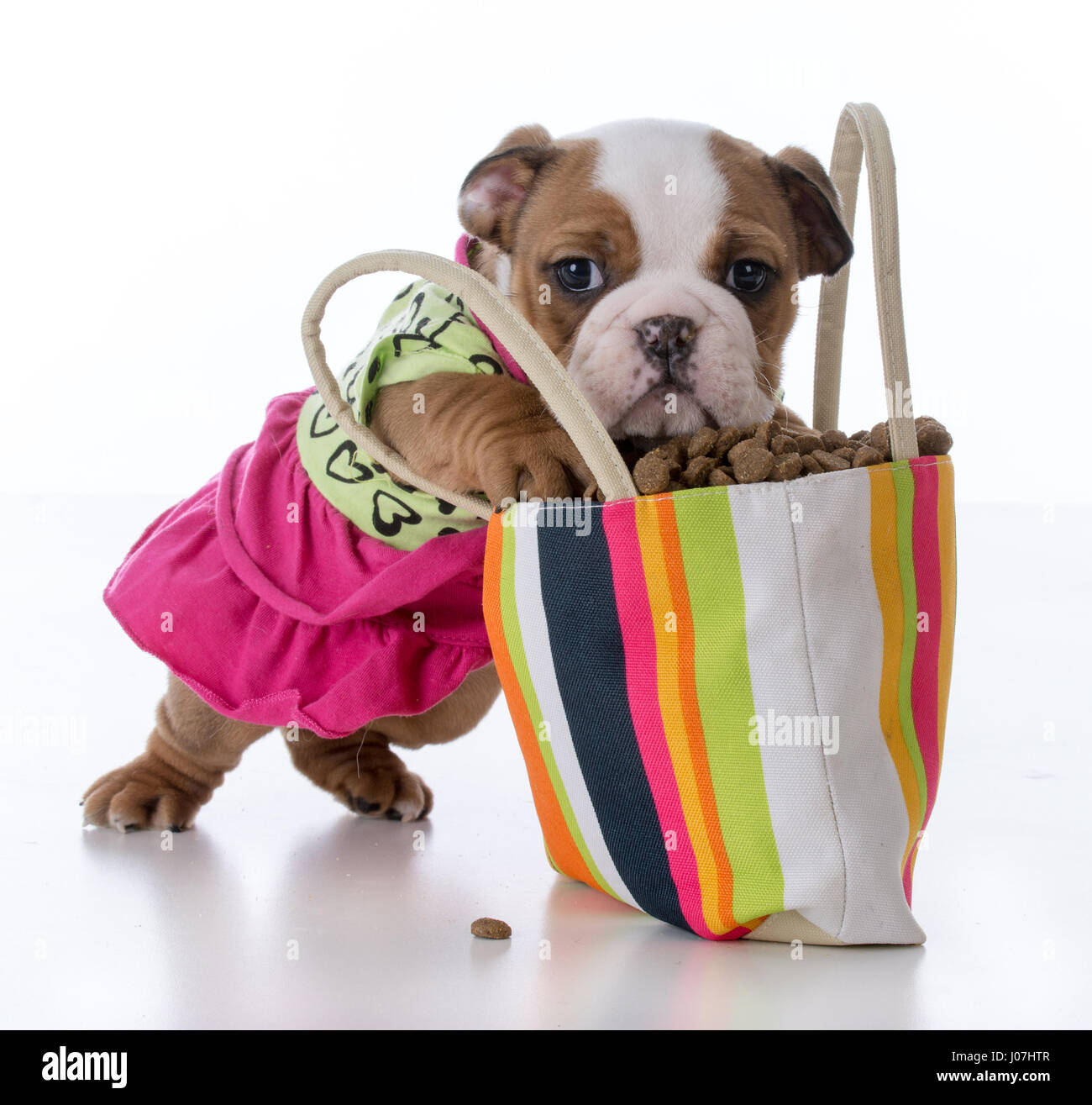 cute puppy with paws inside a big purse full of kibble Stock Photo - Alamy