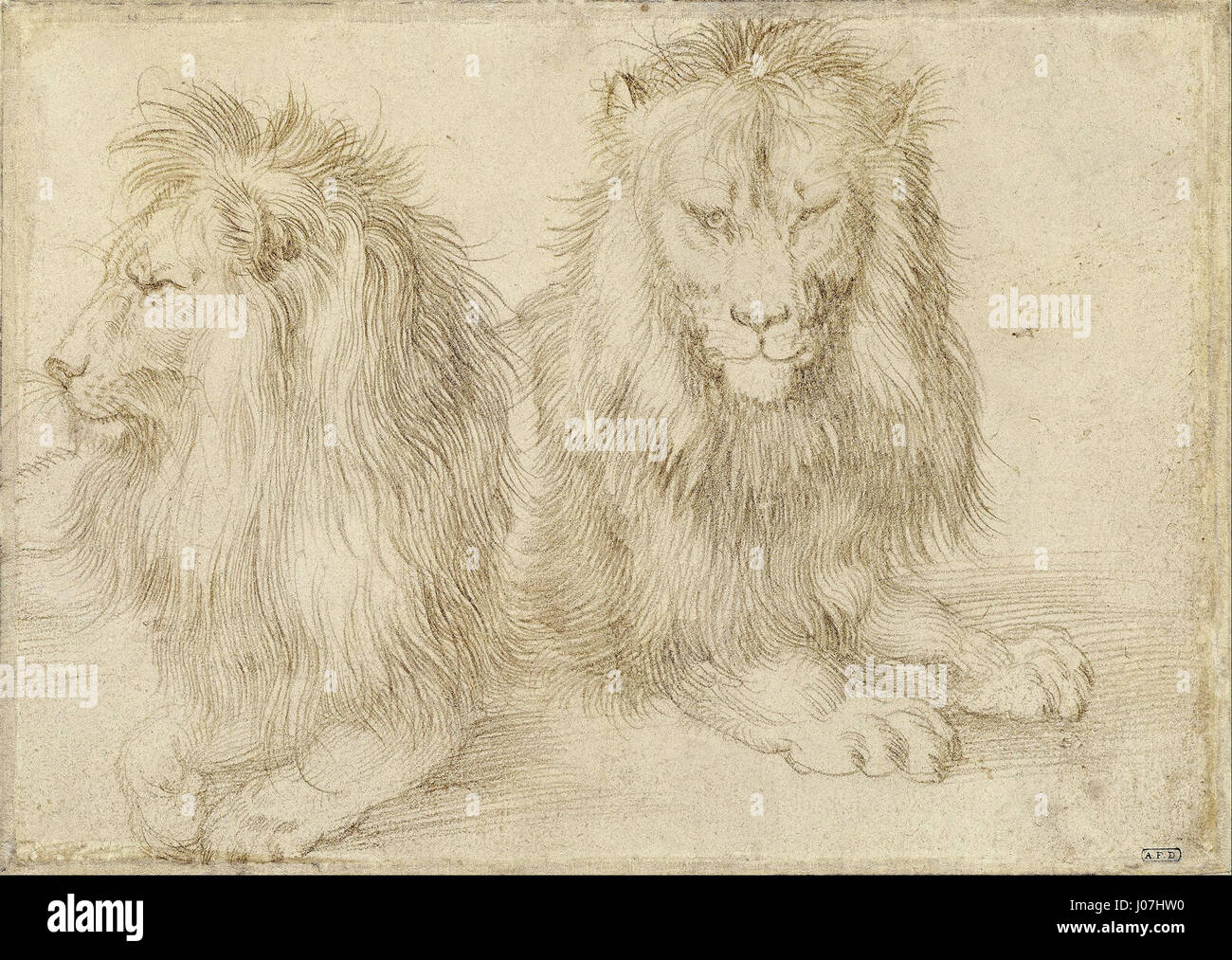 Albrecht Dürer's 'Two Seated Lions' is a highly detailed engraving from ...