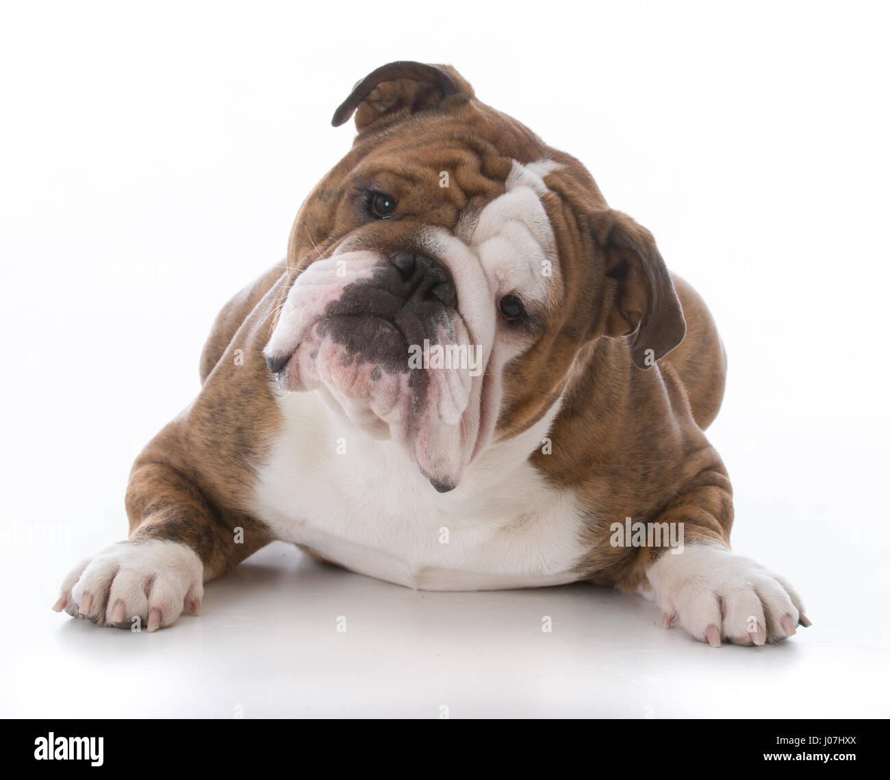 male bulldog laying down looking at viewer on white background Stock ...