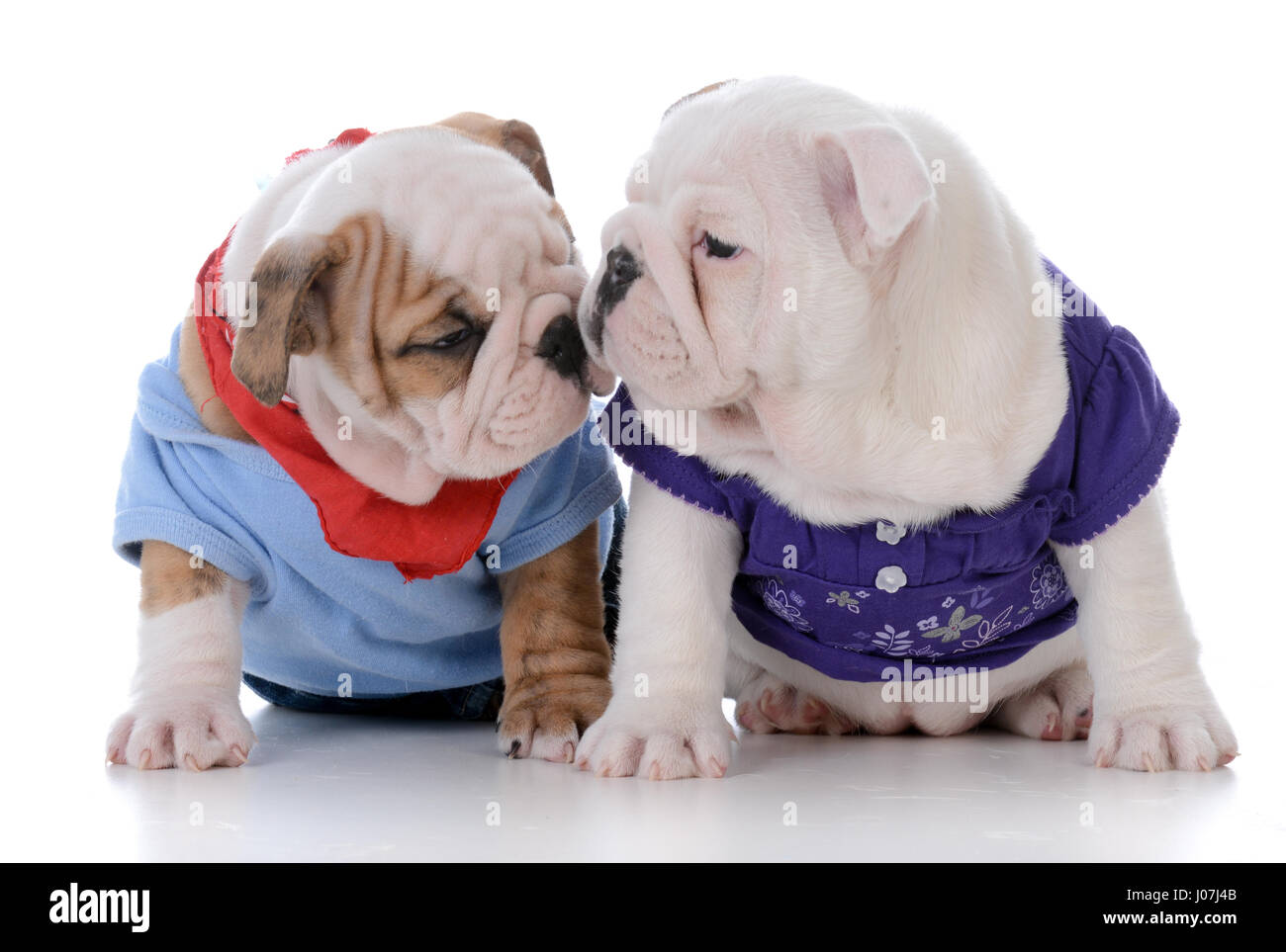 male and female bulldog puppy loving each other Stock Photo - Alamy