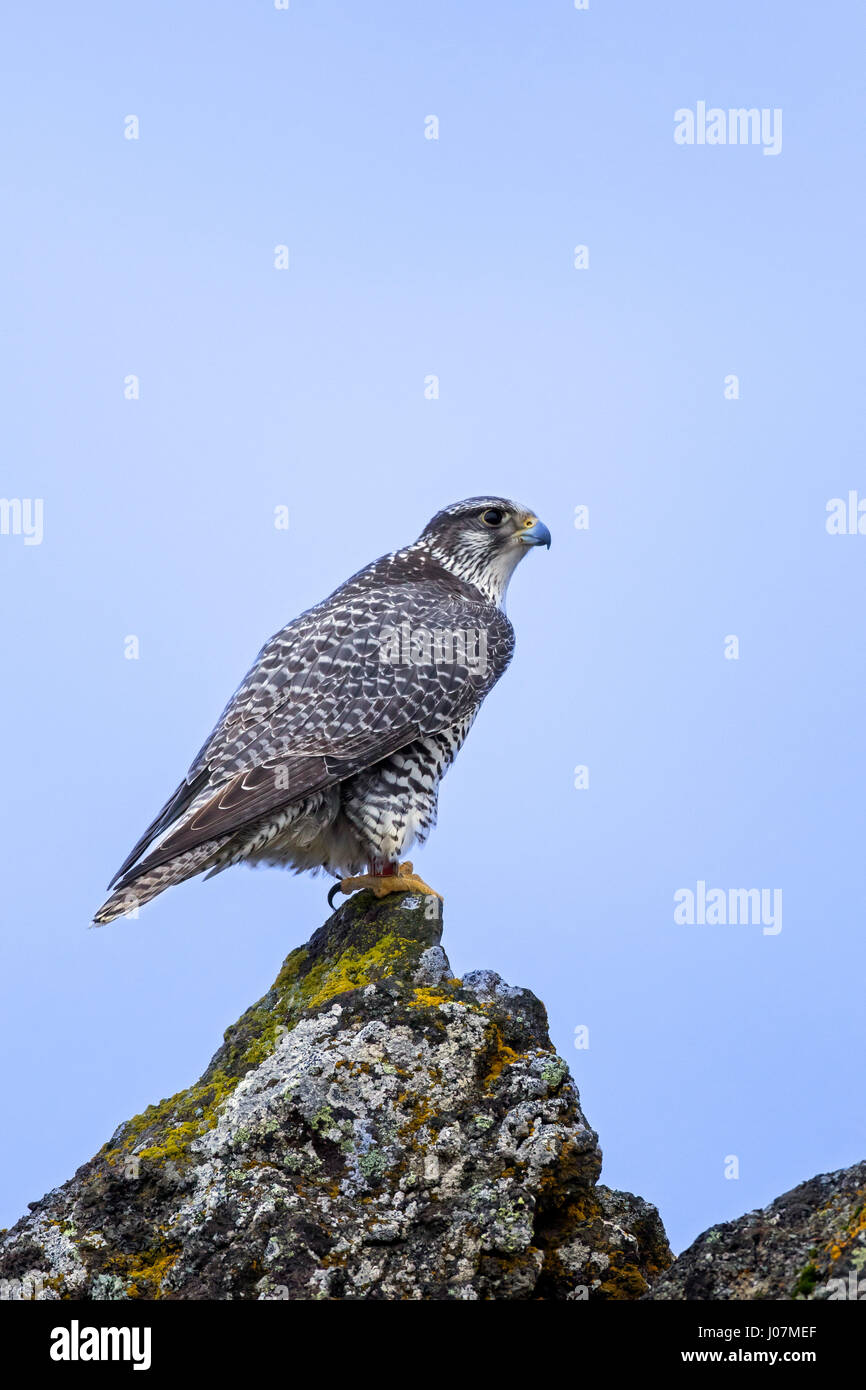 Falcon of iceland hi-res stock photography and images - Alamy
