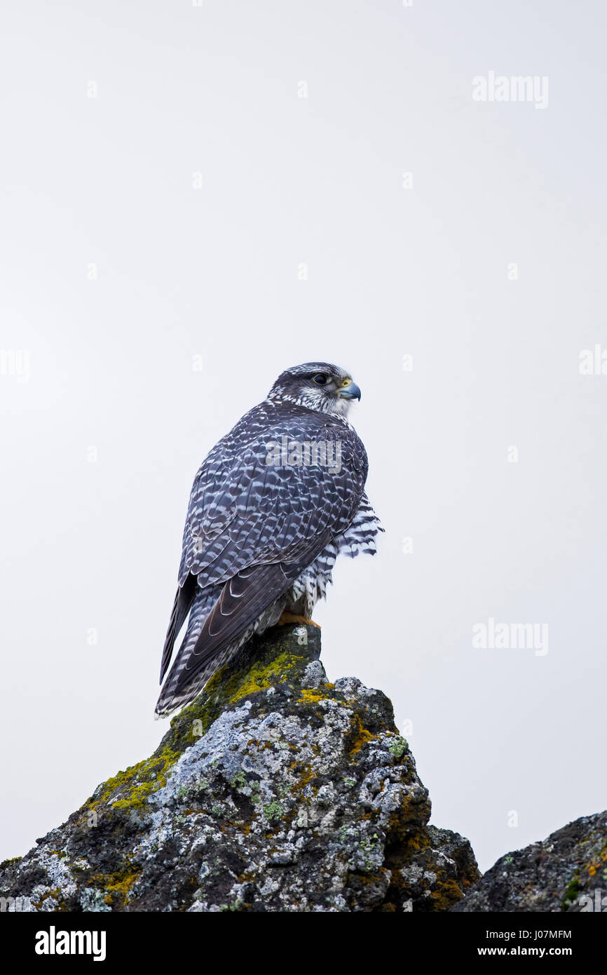White gyrfalcon hi-res stock photography and images - Alamy
