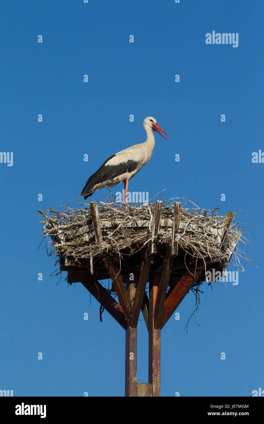 Solitary white stork (Ciconia ciconia) on man-made nest on wooden ...