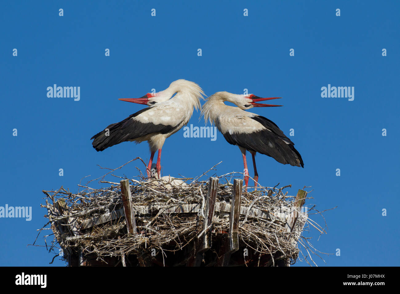 White stork (Ciconia ciconia) couple displaying on nest by bill ...