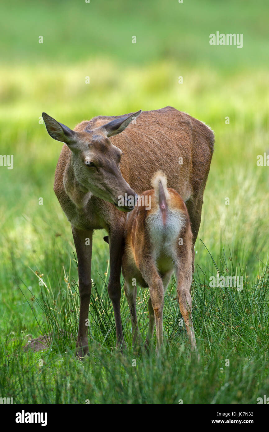 Red deer (Cervus elaphus) hind suckling fawn / calf in grassland Stock Photo - Alamy