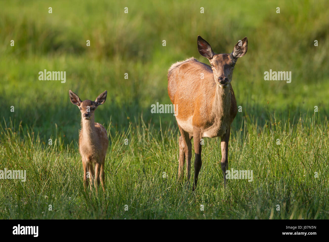 Red deer (Cervus elaphus) hind with fawn / calf in grassland Stock ...