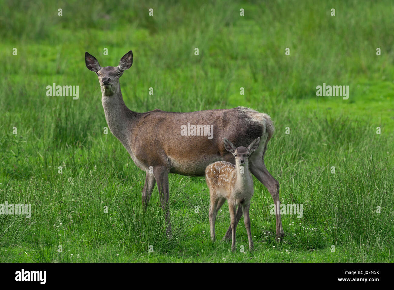 Red deer (Cervus elaphus) hind with fawn / calf in grassland Stock Photo - Alamy