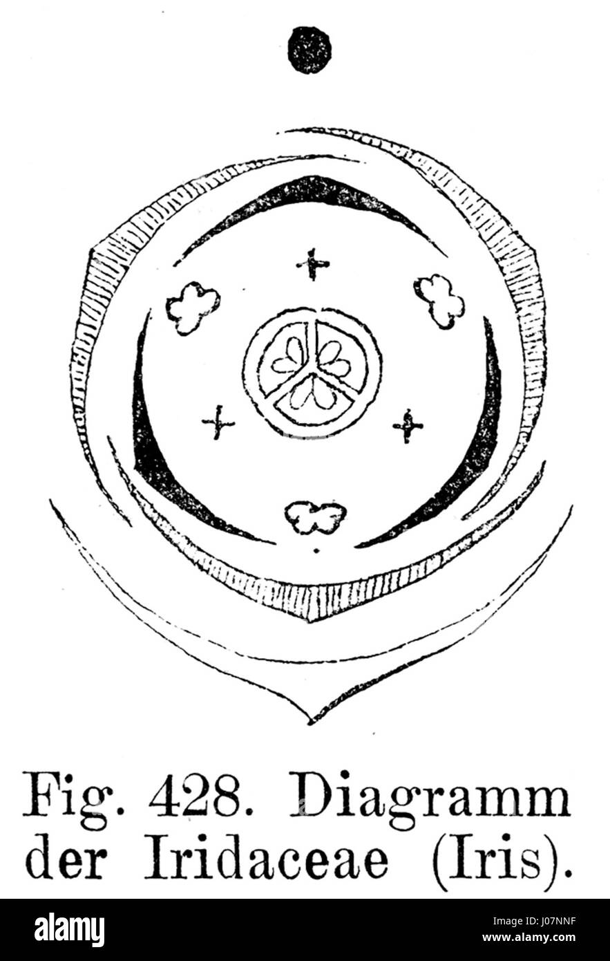 'Iris Blütendiagramm' is a botanical diagram depicting the structure of ...